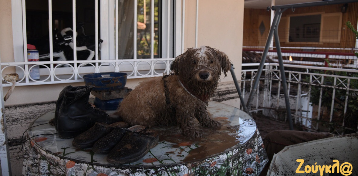 Παράπλευρες απώλειες - Zougla