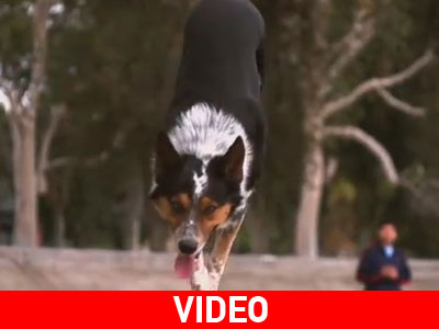Jumpy-The Parkour Dog - Zougla