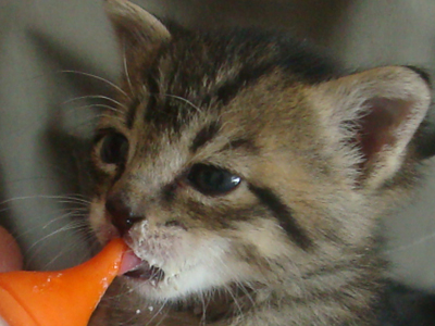 Χαρίζονται μικρά γατάκια - Zougla